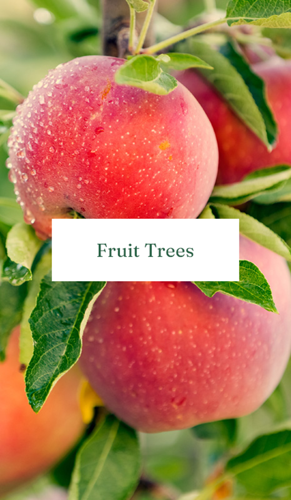 Home - Adams Gardens - Full service nursery and garden center - Nampa ...