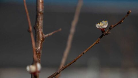 Fruit Trees - Adams Gardens - Full service nursery and garden center ...