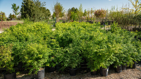 Best Trees and Shrubs to Plant in the Treasure Valley - Adams Gardens ...