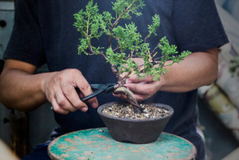 Bonsai! A Beginners Guide to Cultivating and Growing your Own Bonsai ...